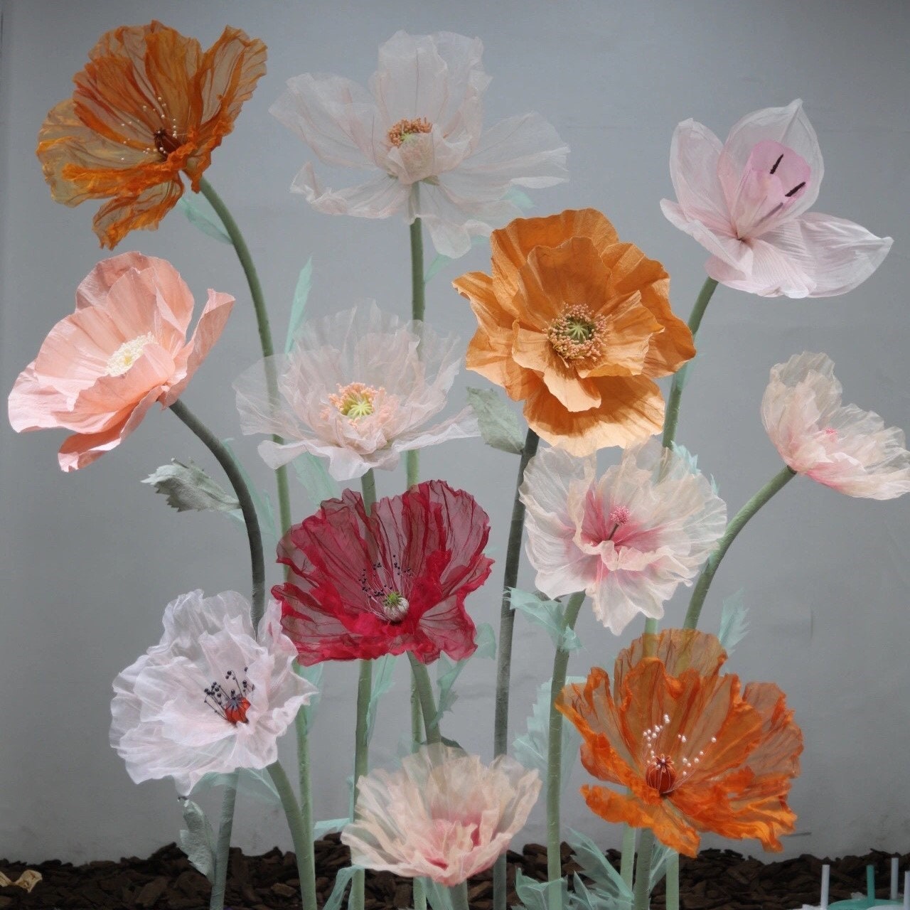 Giant Blooms 23OGF05 Mixed Set – GIANT BLOOMS