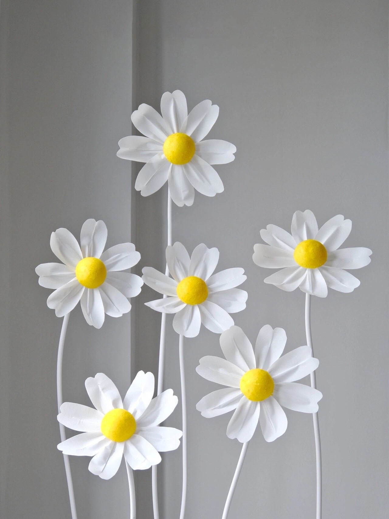 Giant Blooms 23PGF04 Paper Daisies – GIANT BLOOMS
